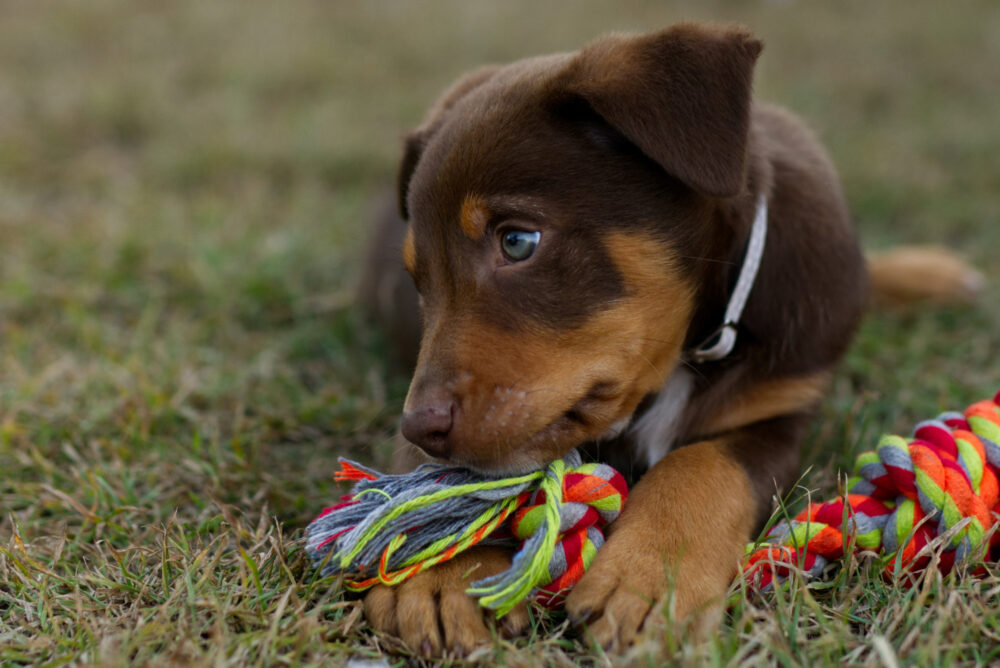 7 Fun Games to Play with Your Puppy That Also Help with Training ...