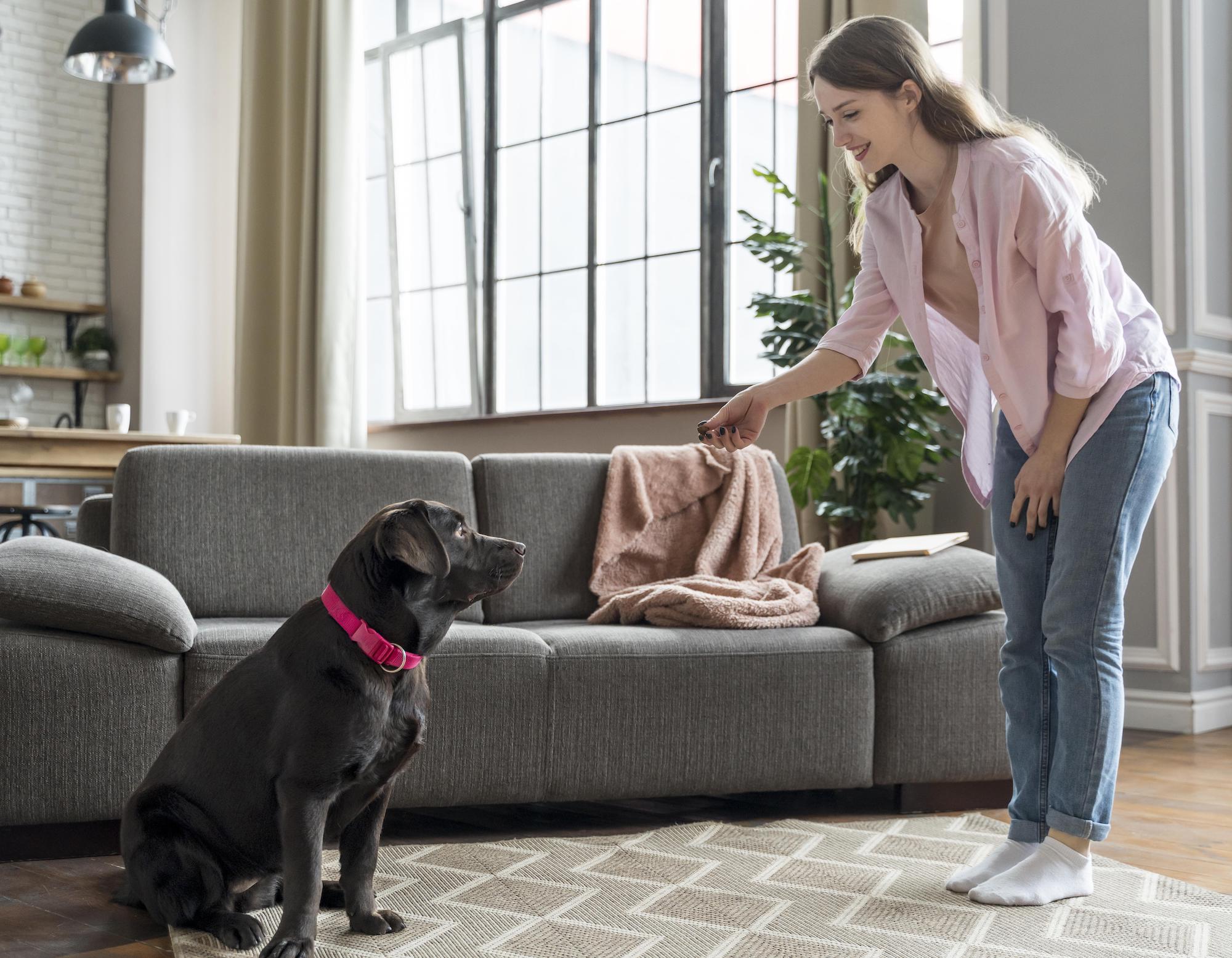 Home - Training Pups